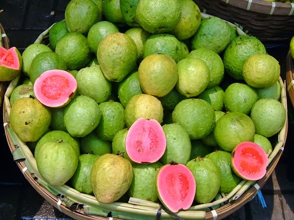Budidaya Jambu Biji Merah - BUDIDAYAKU