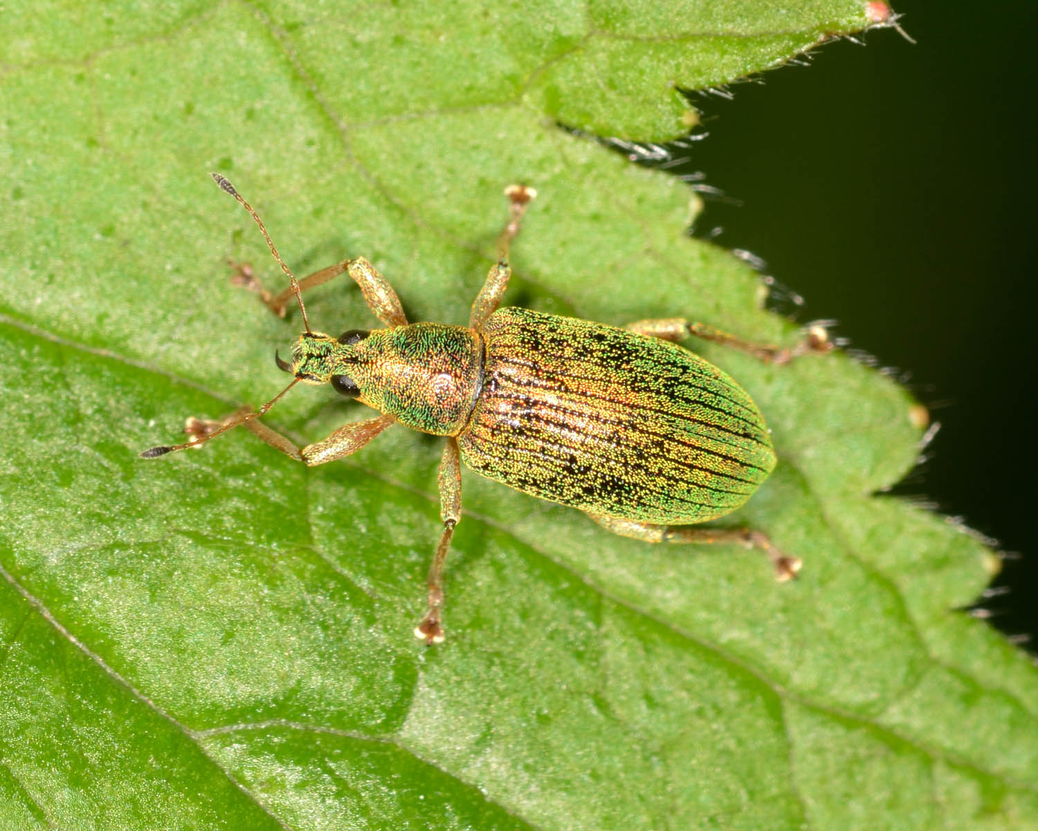 East Glamorgan Wildlife: Weevils ... ?