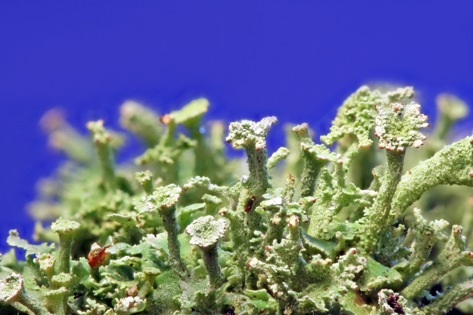 JJ's Photographic nature blog: March 2013