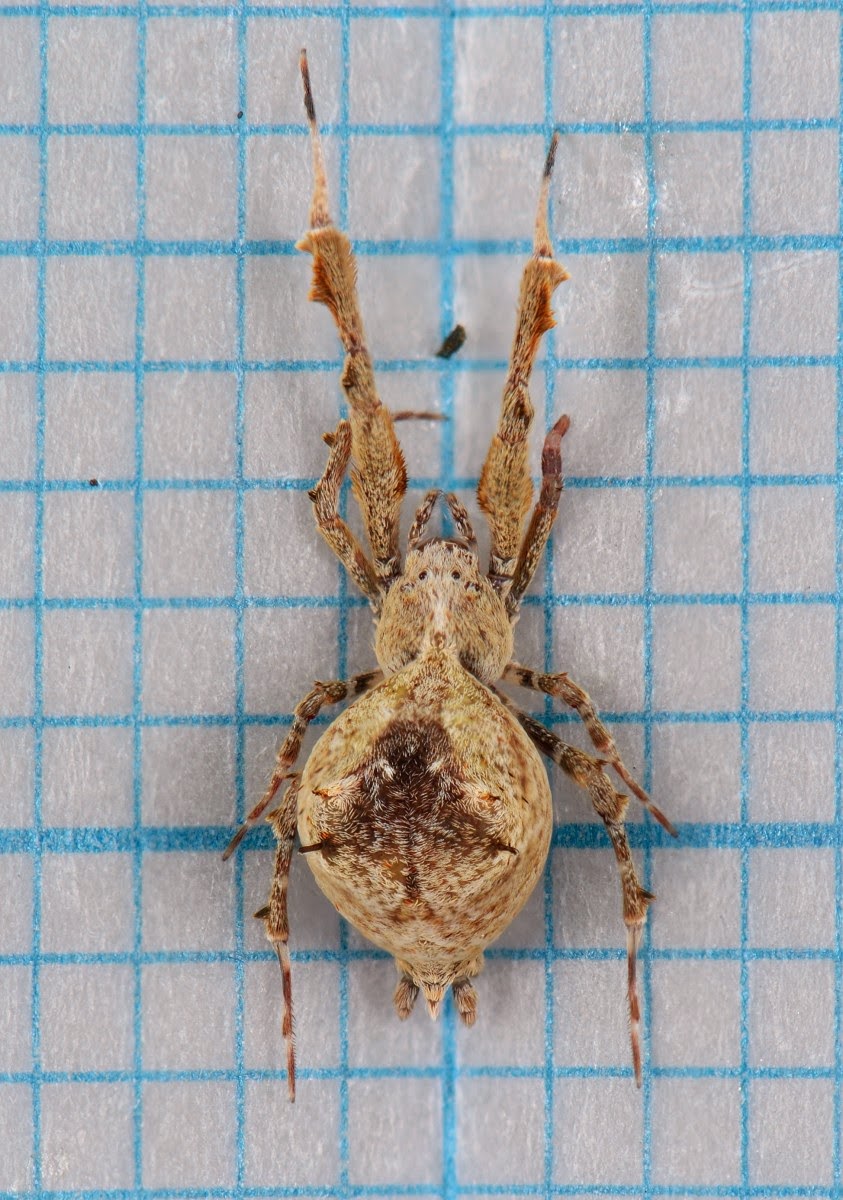 台灣蜘蛛圖片資料: 台灣蟱蛛 Uloborus formosanus Yoshida, 2012