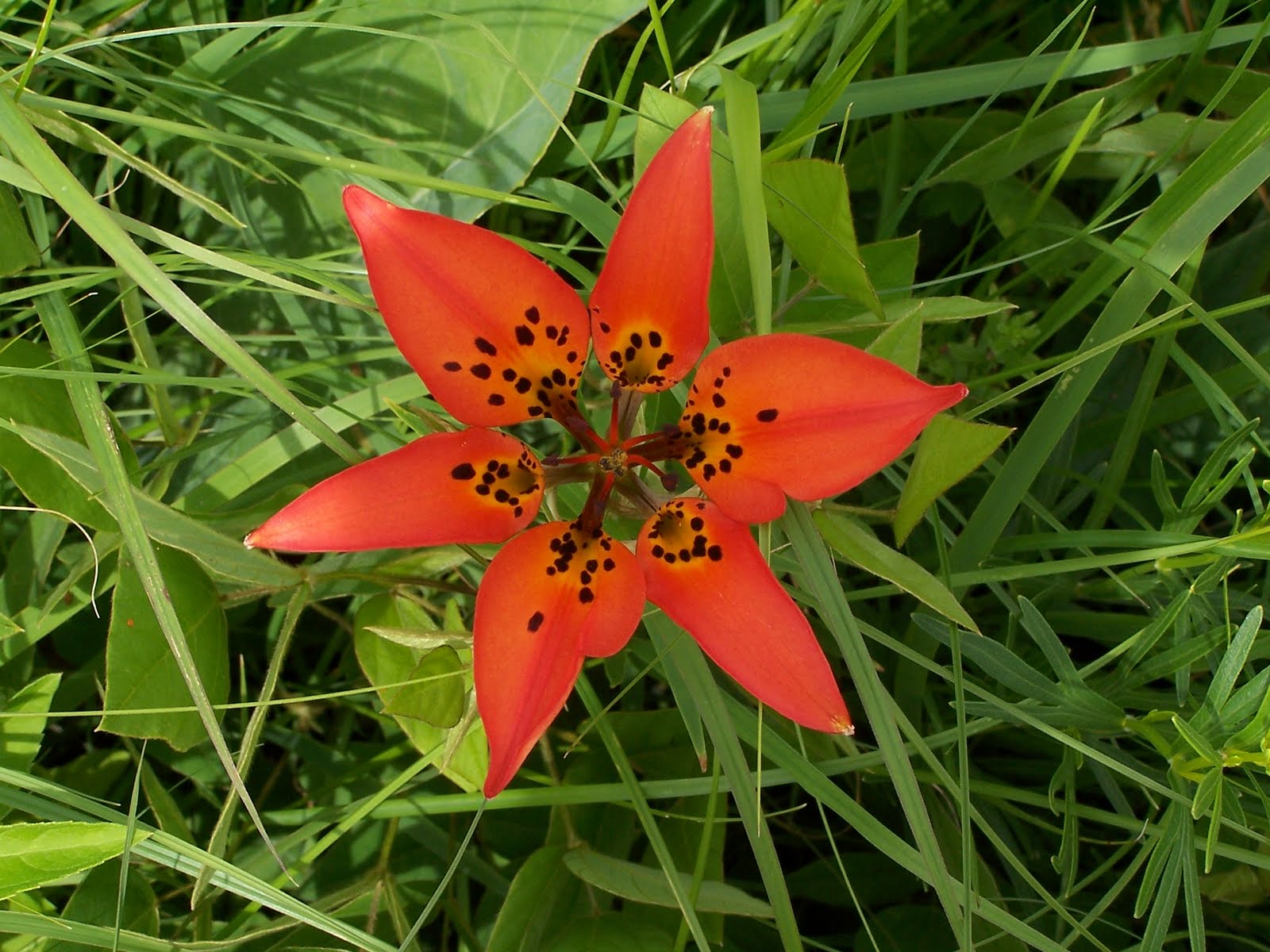 NATURE NOTES: July 2011