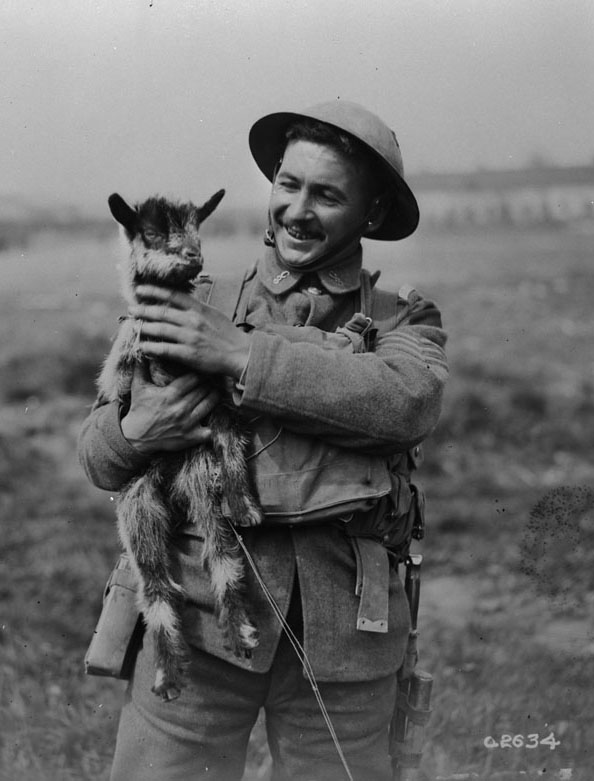 Three Dogs in a Garden: The Moose and the Bear that went to War