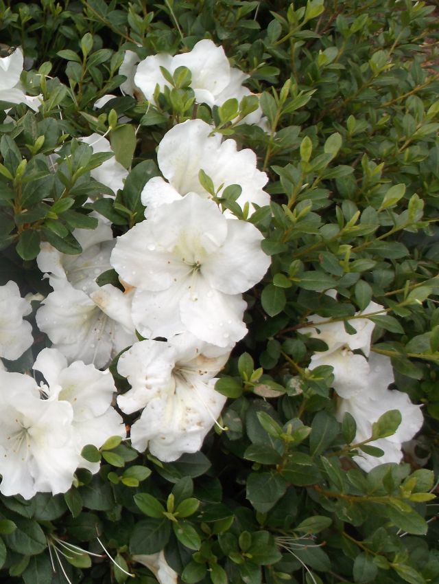 Future Plants by Randy Stewart: Encore Hybrid Azaleas