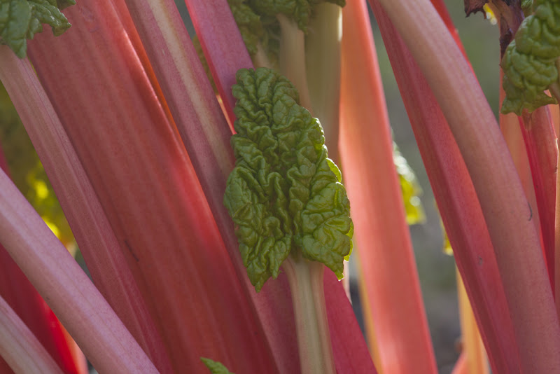 Garden Living: Råbra rabarbra