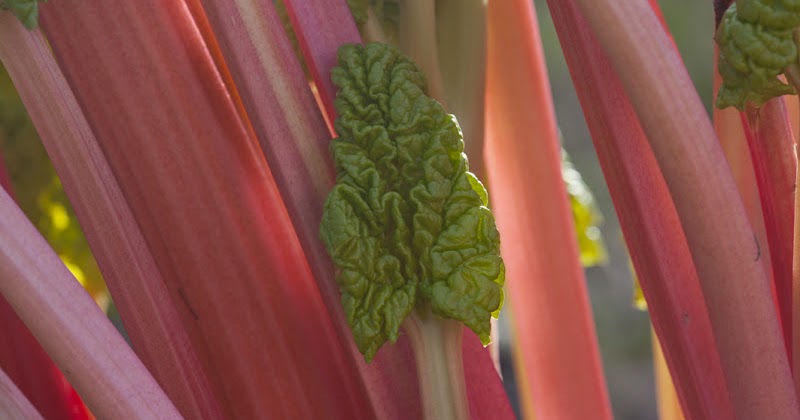 Garden Living: Råbra rabarbra