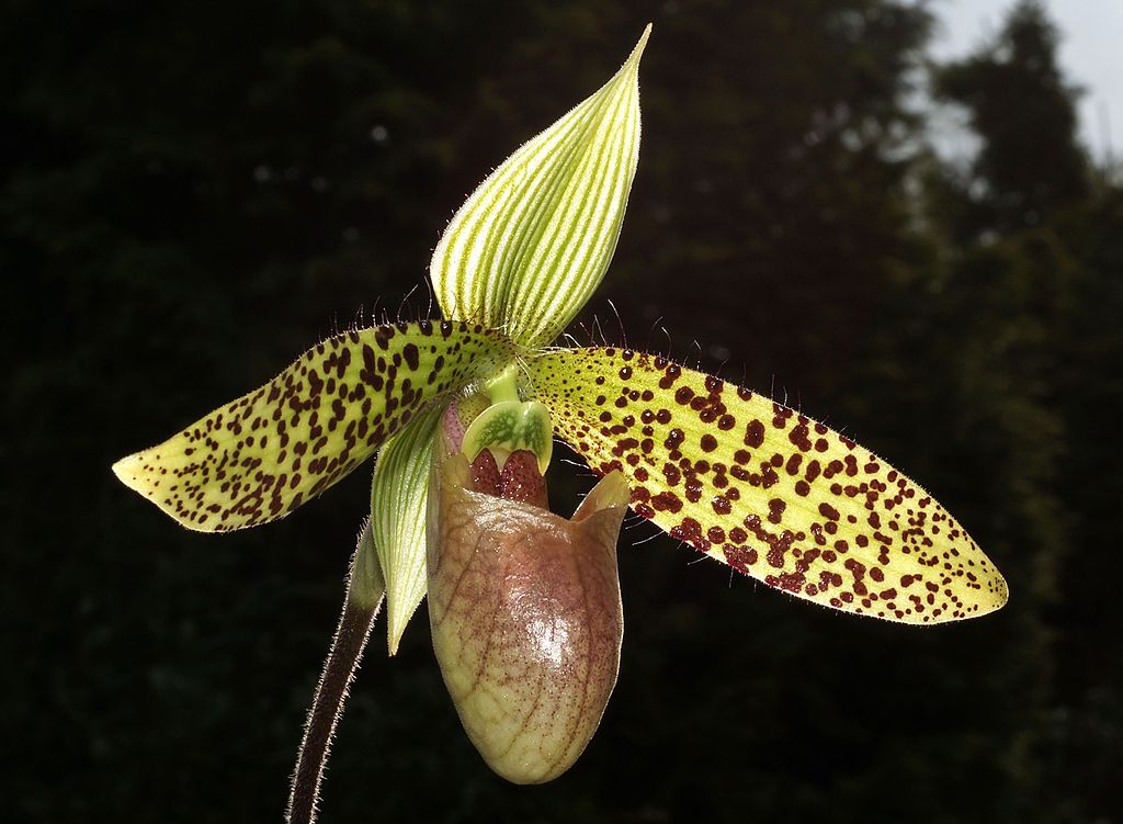 Grow and care Paphiopedilum sukhakulii orchid - Sukhakul's ...
