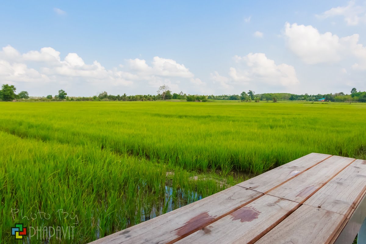 จิบกาแฟชมนาที่ไรซ์คาเฟ่ ระยอง (Rice Cafe Rayong) - ที่เที่ยวบล็อก