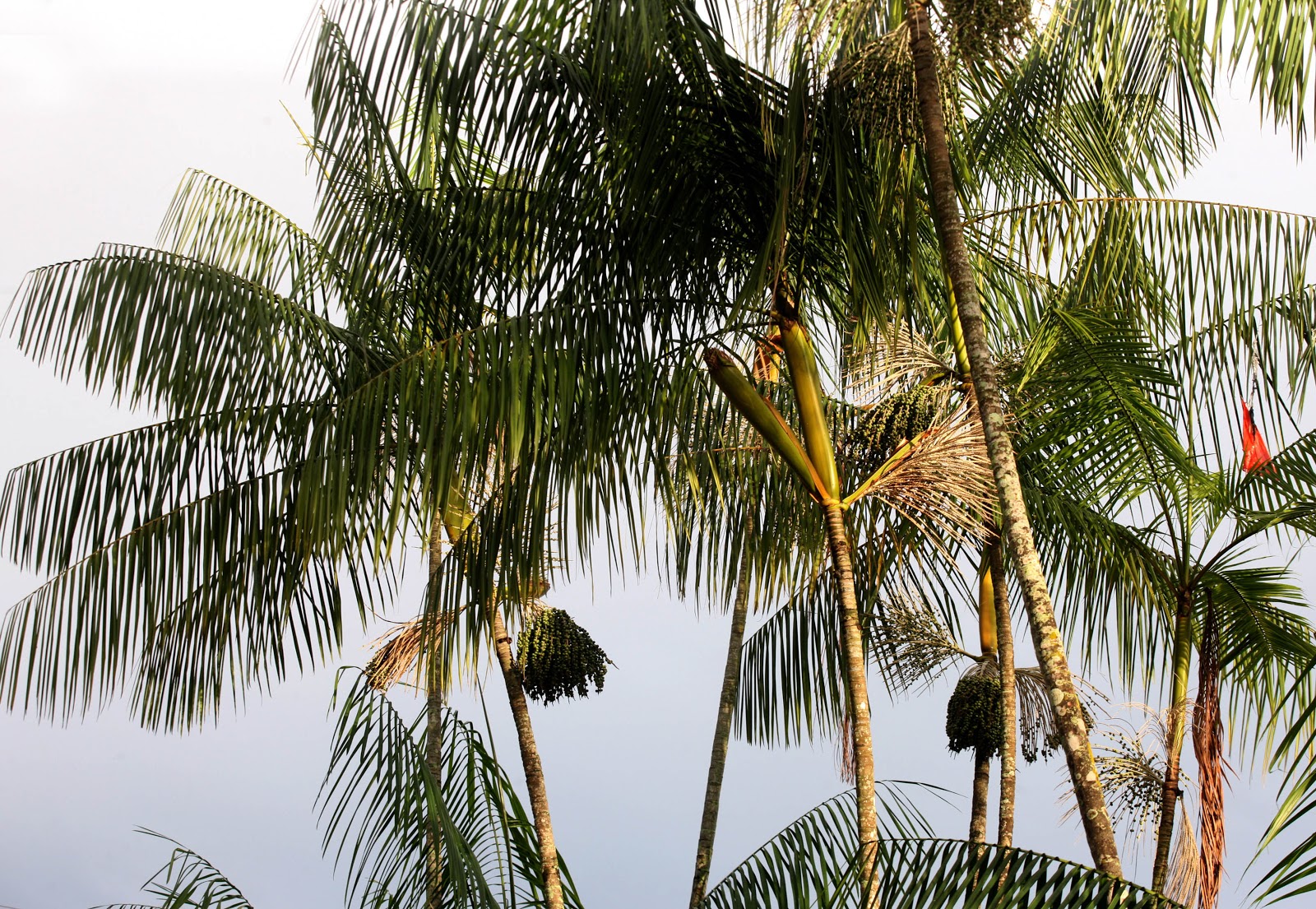 sodrepara24 horas: O Açaí, fruta típica do Pará/Brasil