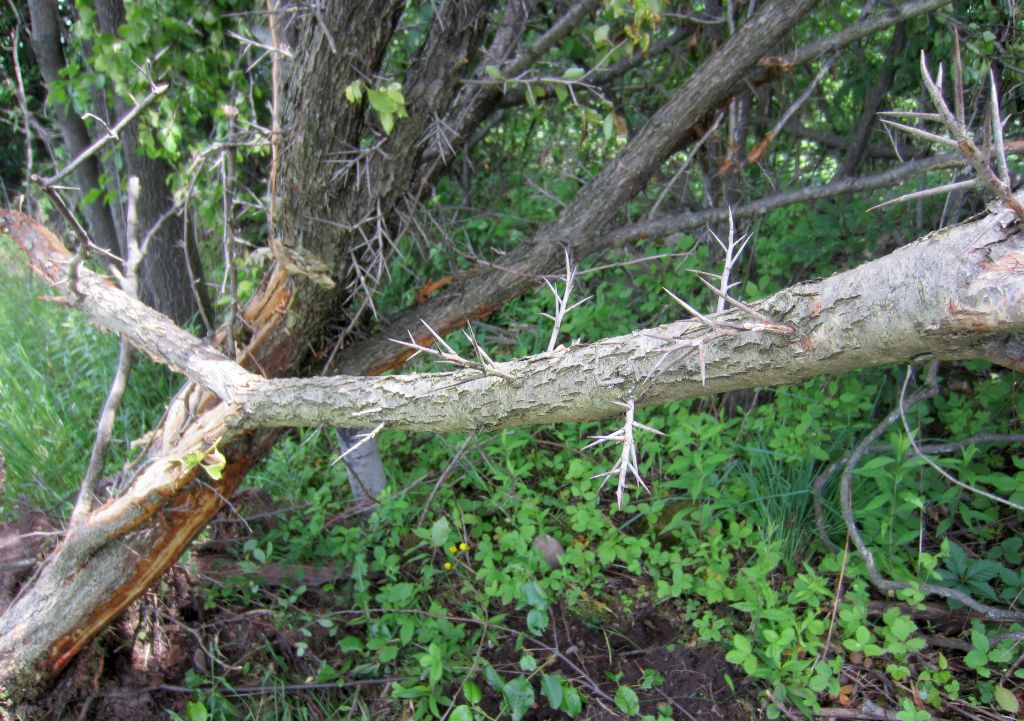 Windswept Adventure: Clearing Brush On A Sunny Day