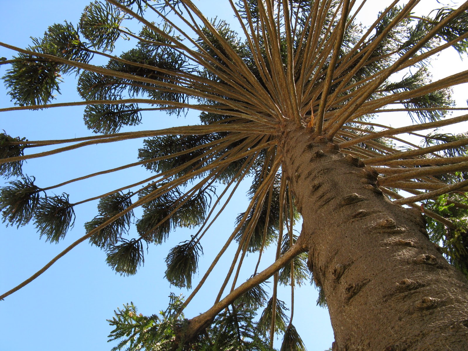 Trees of Santa Cruz County: Araucaria bidwillii - Bunya Bunya