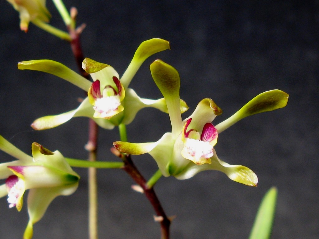 Dendrobium canaliculatum care and culture | Travaldo's blog