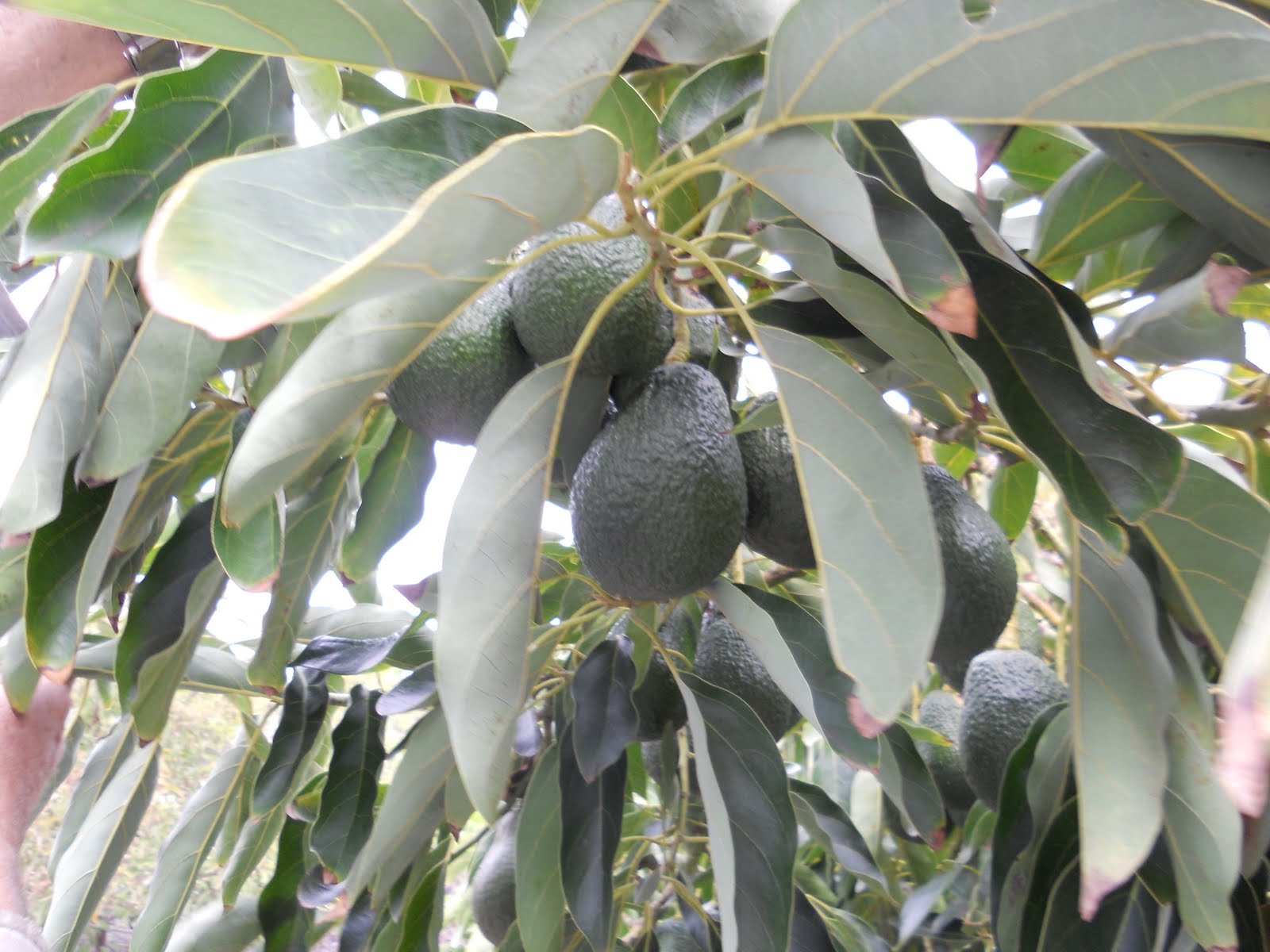 Temecula Avocado Grove