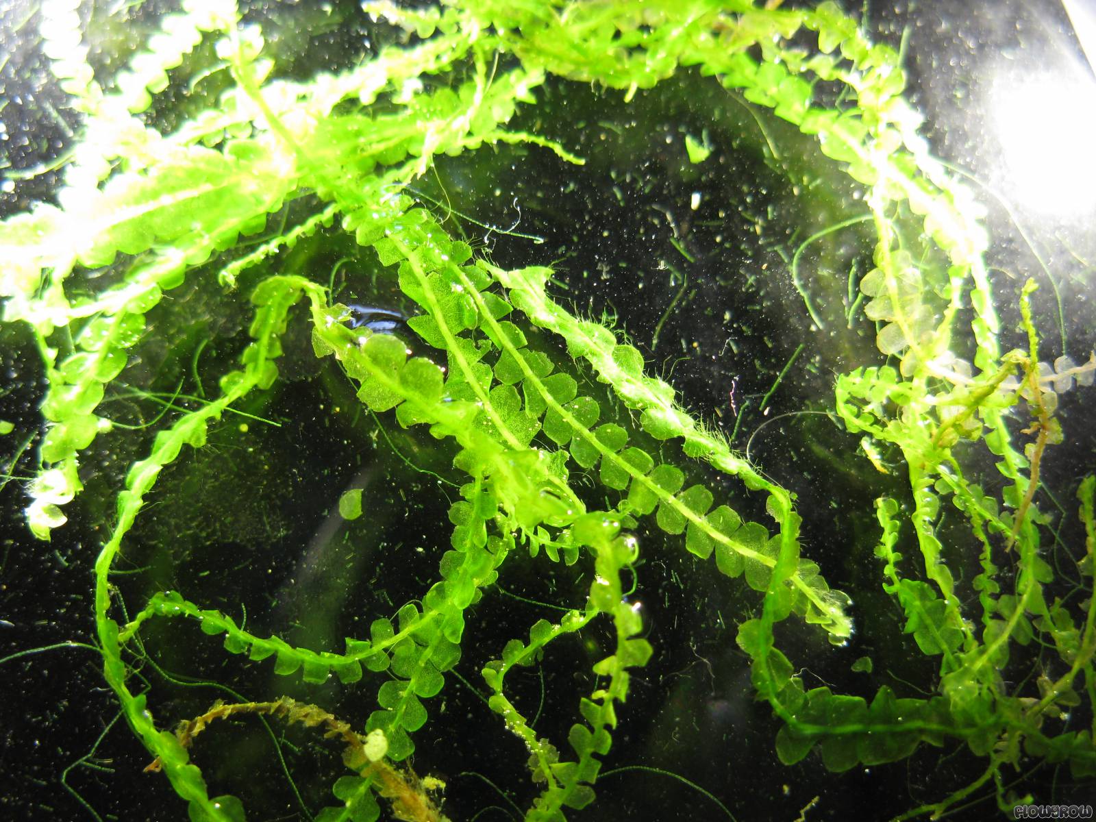 Flora de Puerto Rico Ilustrada Papo Vives: HOJAS FOLIADAS GEOCALYCACEAE ...