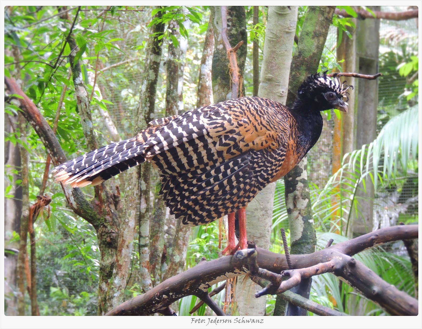 Pássaros & hobbies legais : Mutum - de penacho (FÊMEA)*** Crax ...