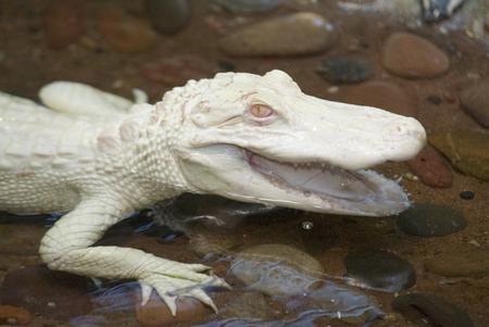 Animals World: white alligator