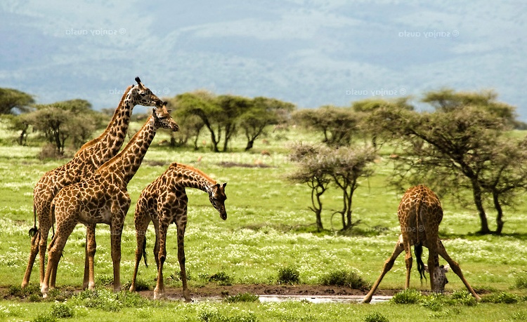 Gambar Jerapah Terbaru | Kumpulan Gambar