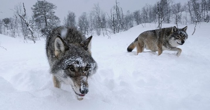 White Wolf : Huge Victory for Norway's Wolves and Wildlife Protectors