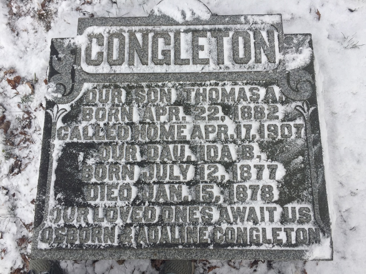 Julie Zickefoose on Blogspot: Back at It