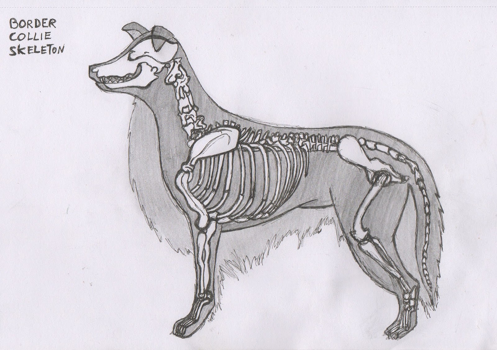 Sammy-Jo Tawn Stop Motion: Dog Armature Building