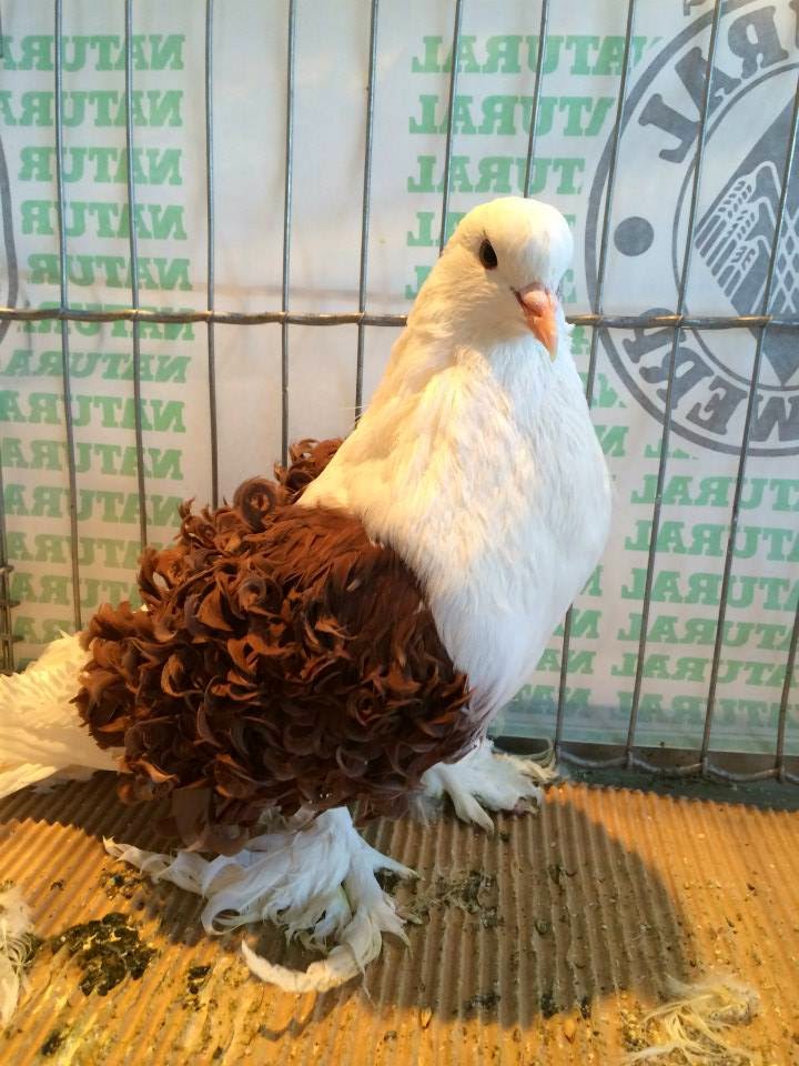 World of Pigeons and Doves: Frillback Pigeons