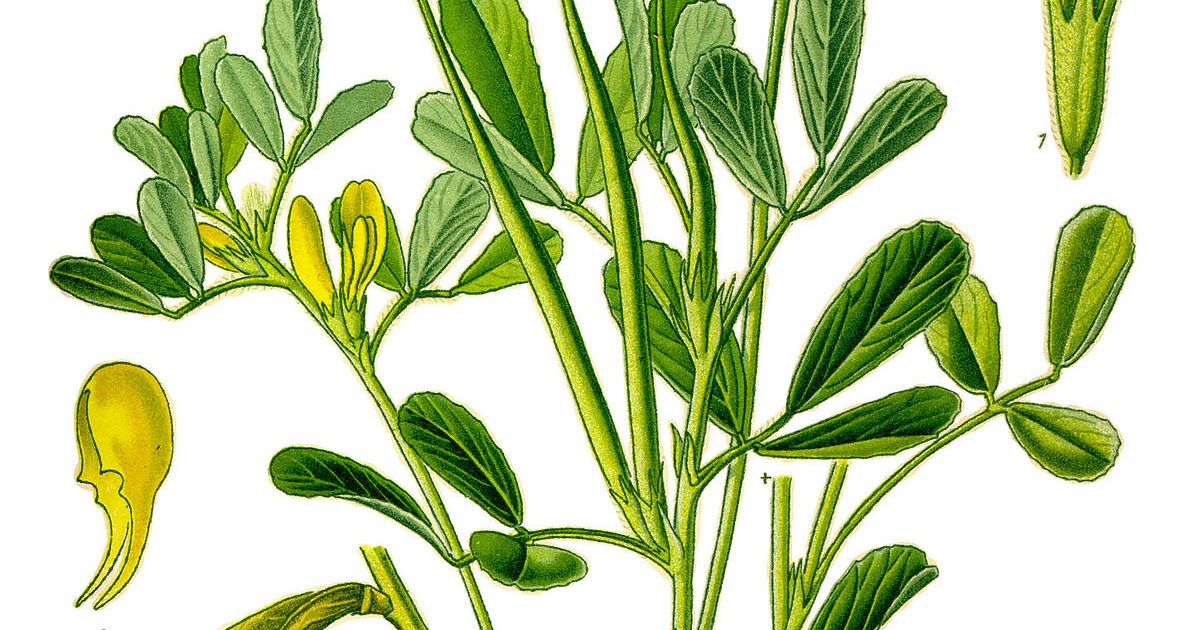Fenugreek / The Kitchn Alchemist