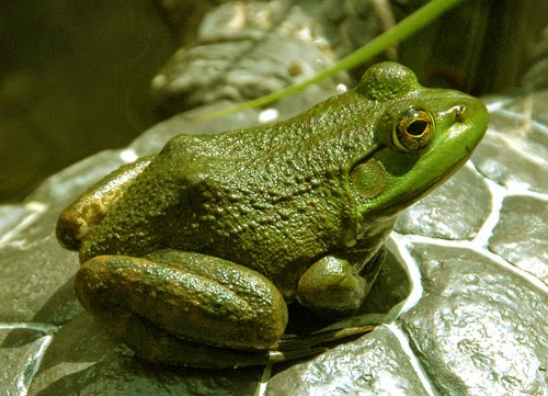 ANIMALES ~ Animales Expertos