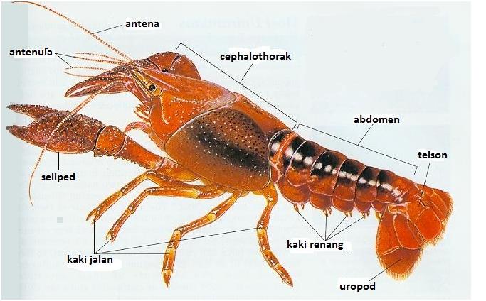 Selamat Datang Morfologi Udang Galah Macrobrachium Rosenbergii De Man