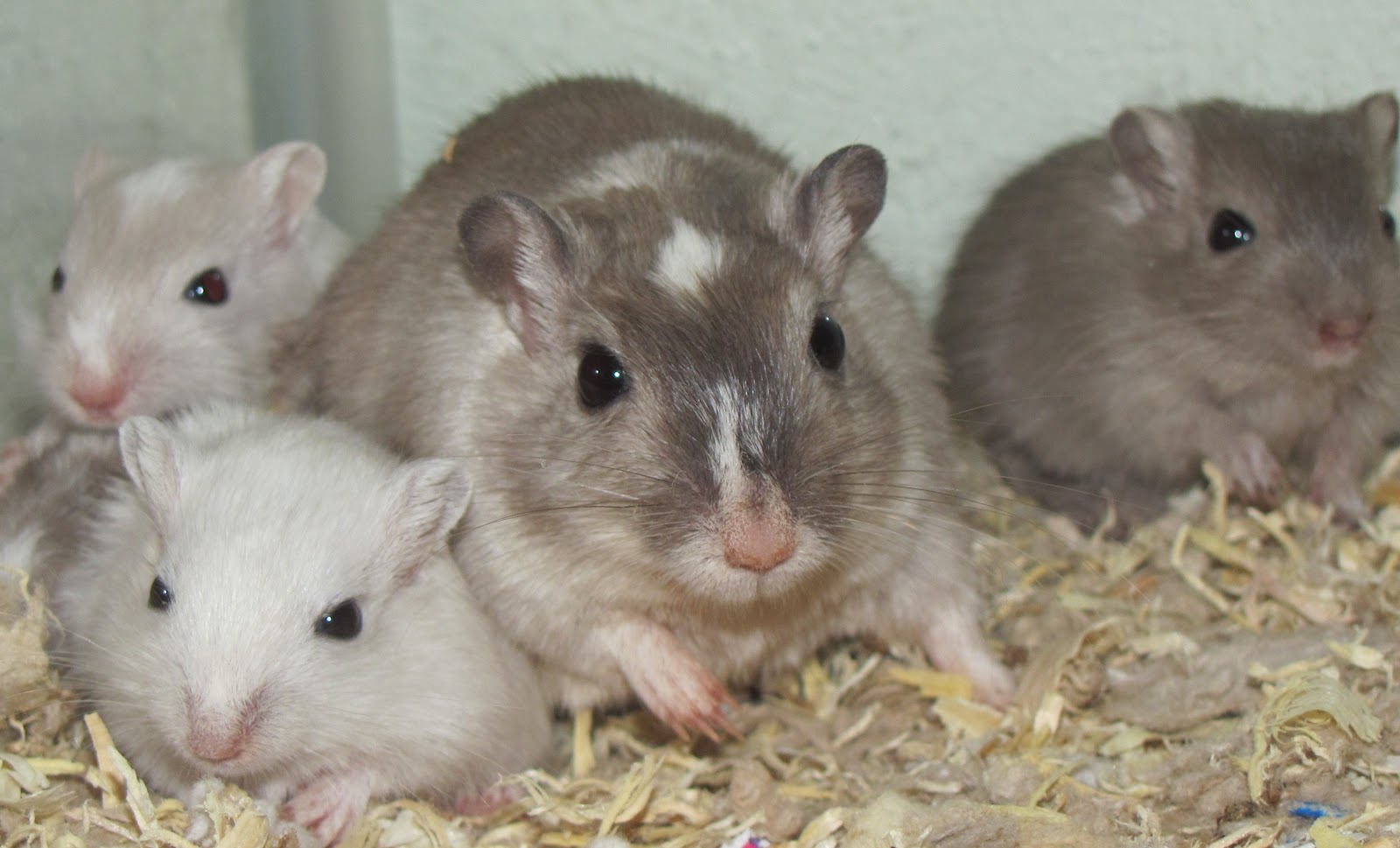 Angel n' Halo's Gerbils: Pup Development Timeline