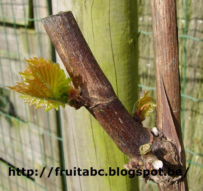 Inheems- en uitheems fruit: Druiventakken horizontaal buigen (Guyot ...