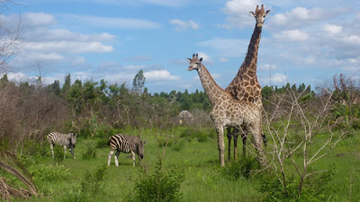 Mais animais para Reserva de Maputo - MMO