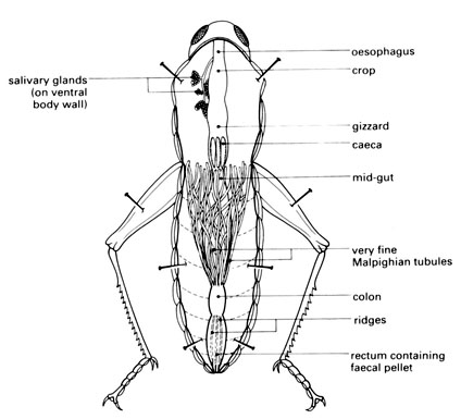 SLHE Science: Locust Dissection