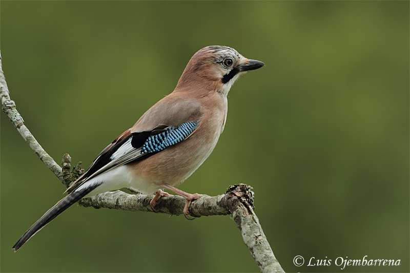 Birding Catalunya: Gaig (Garrulus glandarius)