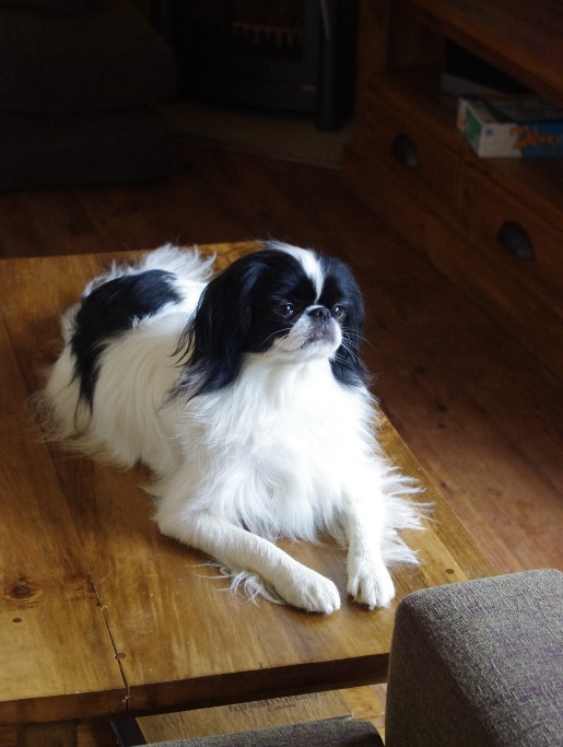 A Diary of an Animal Lover: Beagle Breeding and Thieving Poochies