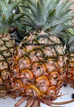 Anim Agro Technology: NANAS N36 YANG RANUM - TEKNIK RAWATAN