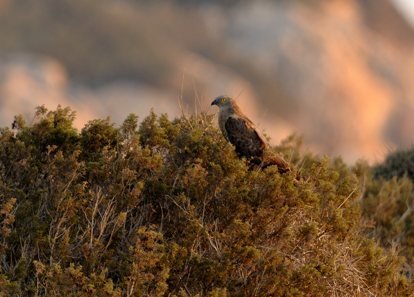 Steve Rogers birding: Birding around Cape Greco area, Cyprus