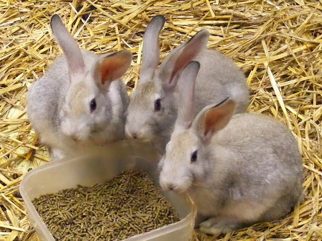 Days on the Claise: November 2013