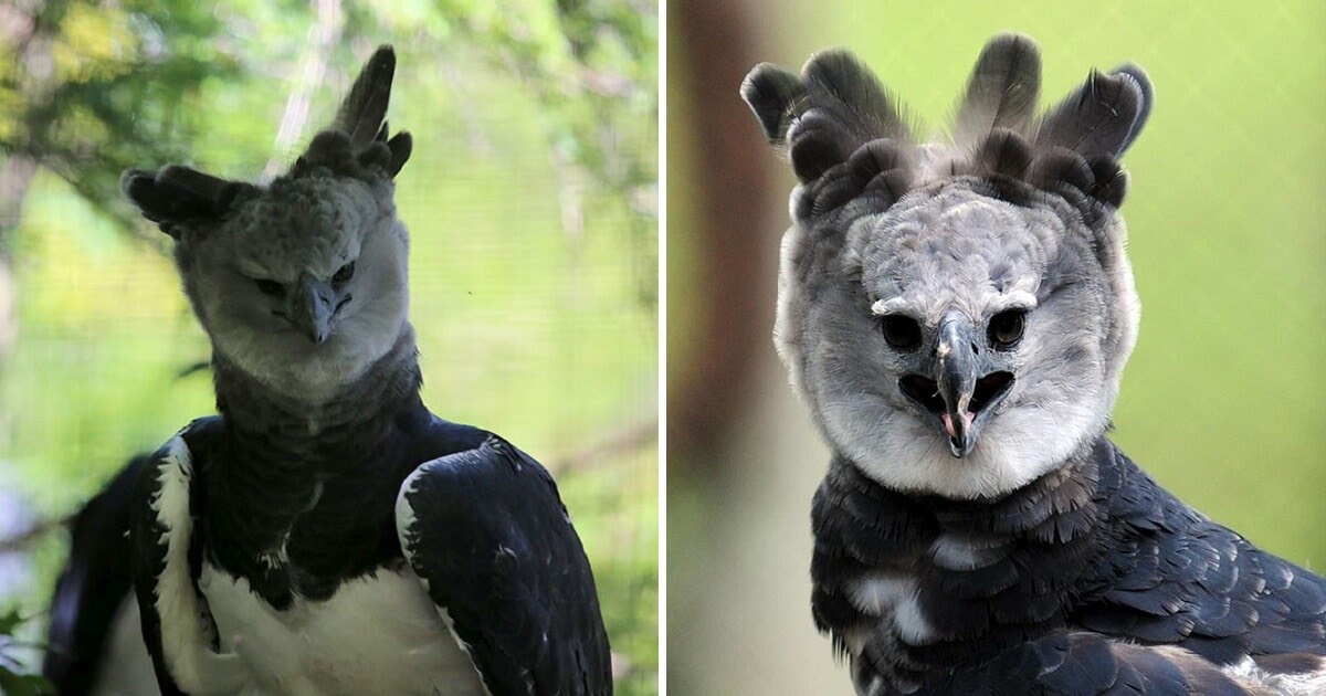 Huge Bird Looks Like A Person In A Costume