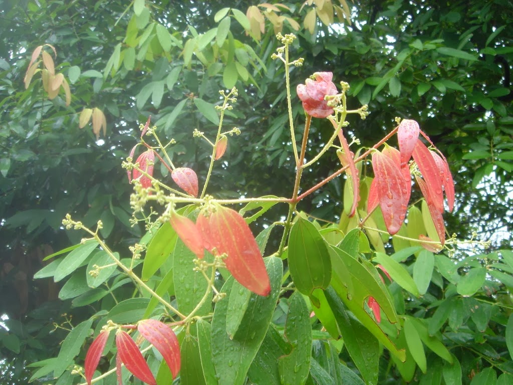 WALK IN GREENS: Cinnamomum iners