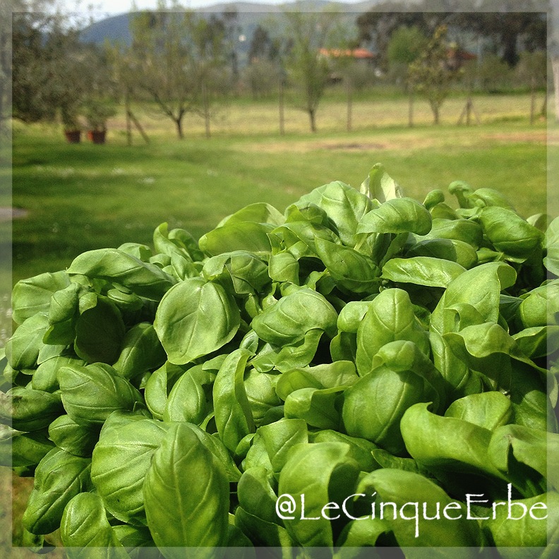 LE CINQUE ERBE: Linea Verde ... basilico