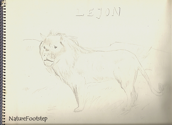 NF BildVerkstad - Workshop: Teckning - Drawing Lejon - Lion