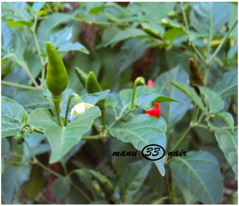 papanasini: KANTHARI MULAKU (Capsicum frutescences)