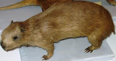 ABCs of Animal World: Unique and Weird Rodents in the World