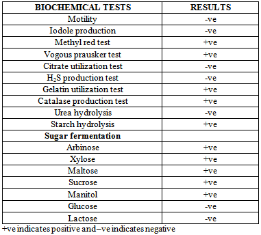 microbiology: Bacillus