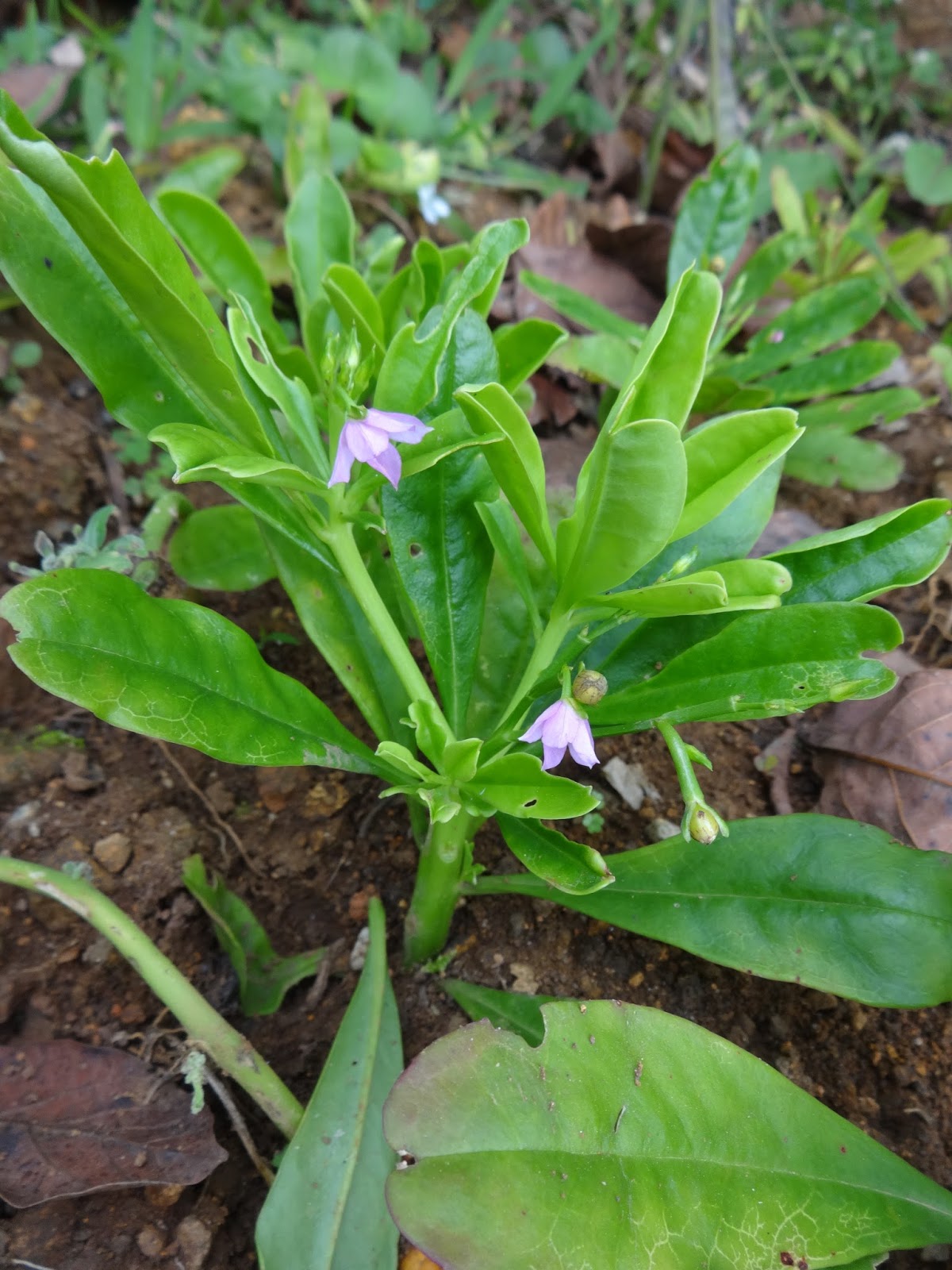 Herbs from Distant Lands: Talinum triangulare - Philippine Spinach ...