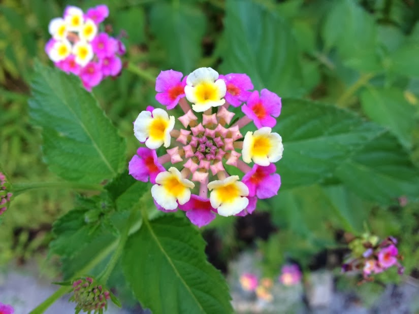 EXPOSICIÓN FOTOGRÁFICA DE FLORA | CIENCIA, SALUD Y MEDIO AMBIENTE