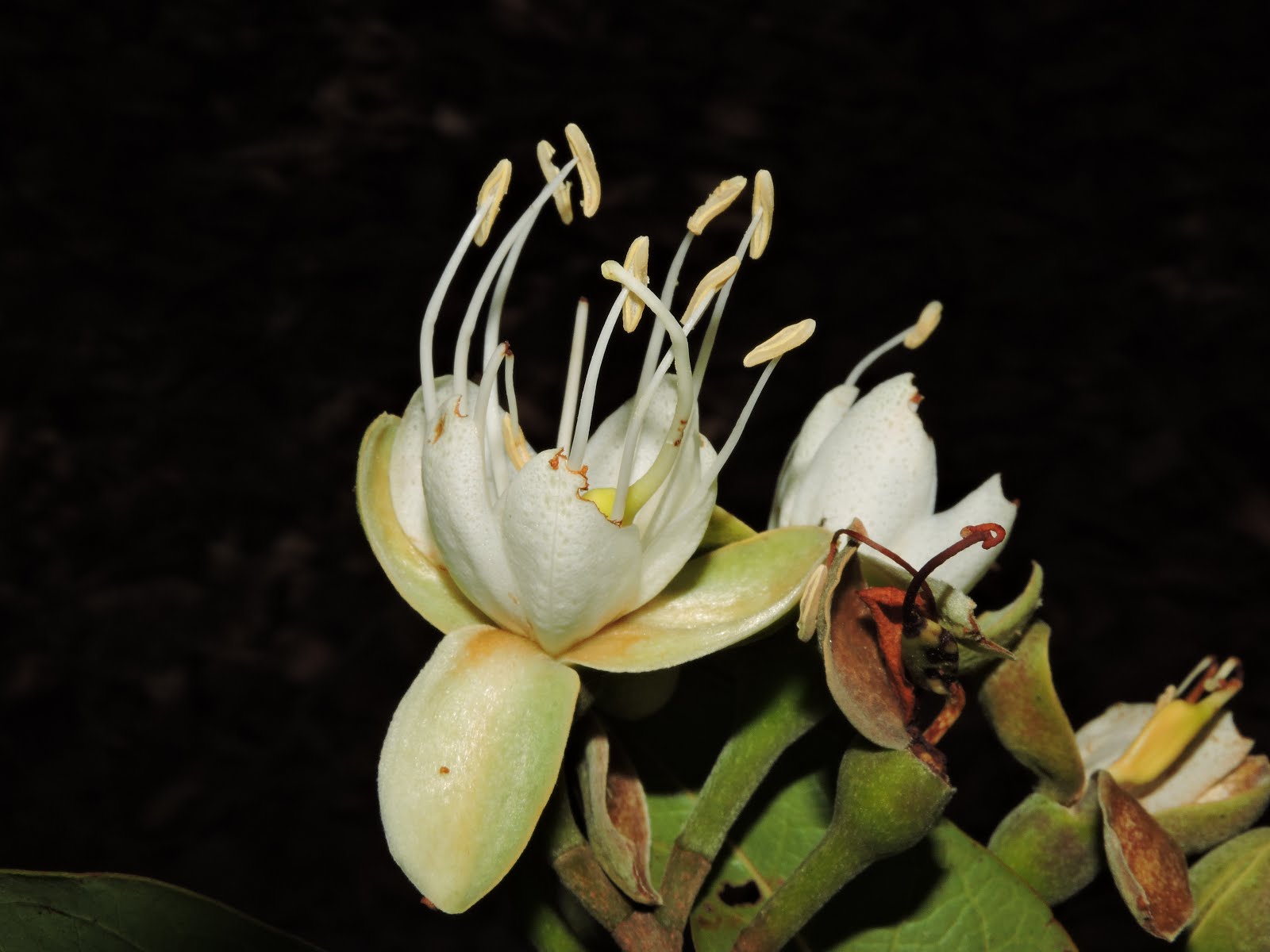 The Flowering plants - Leguminosae - Fabaceae: Fabaceae - Dioclea ...
