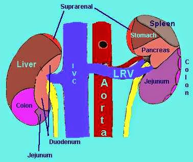 Kidney | Anatomy | Mbbs 1st year