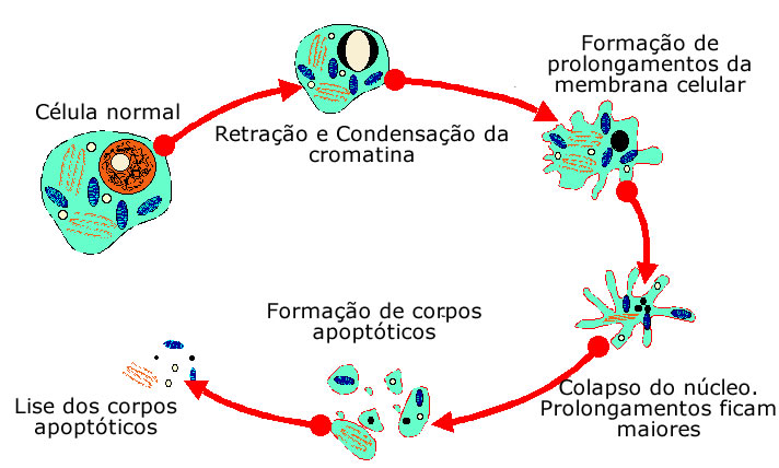 Bio Cel News: Apoptose celular