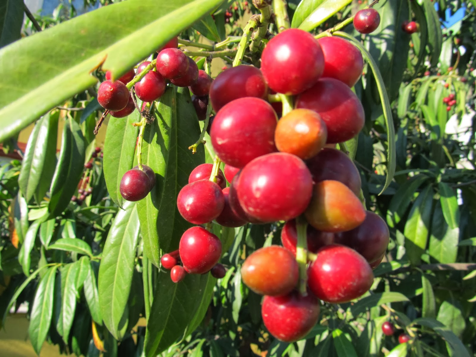 Cittaslow Botanik Park: KARAYEMİŞ AĞACI