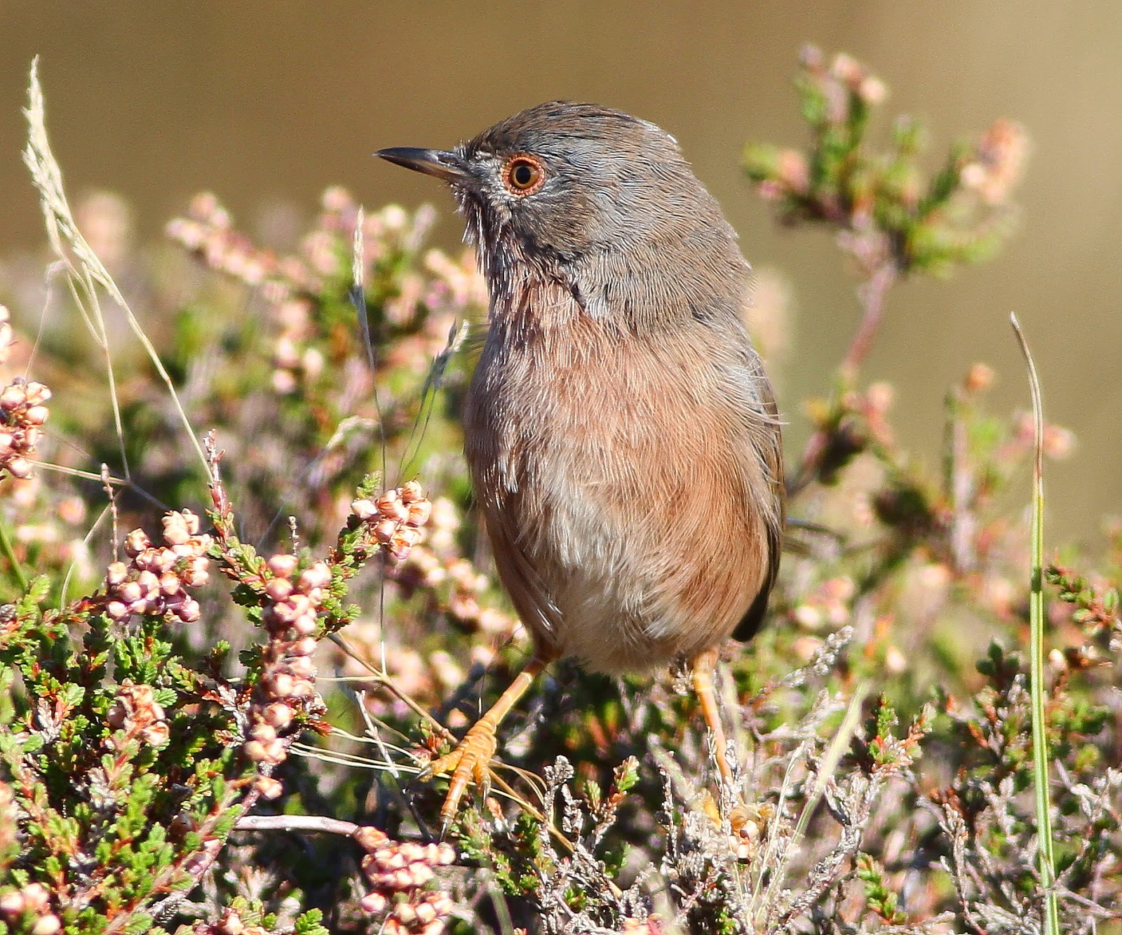 Birding Poole Harbour & Beyond: 11 Oct 14 - An Approachable Dartford ...